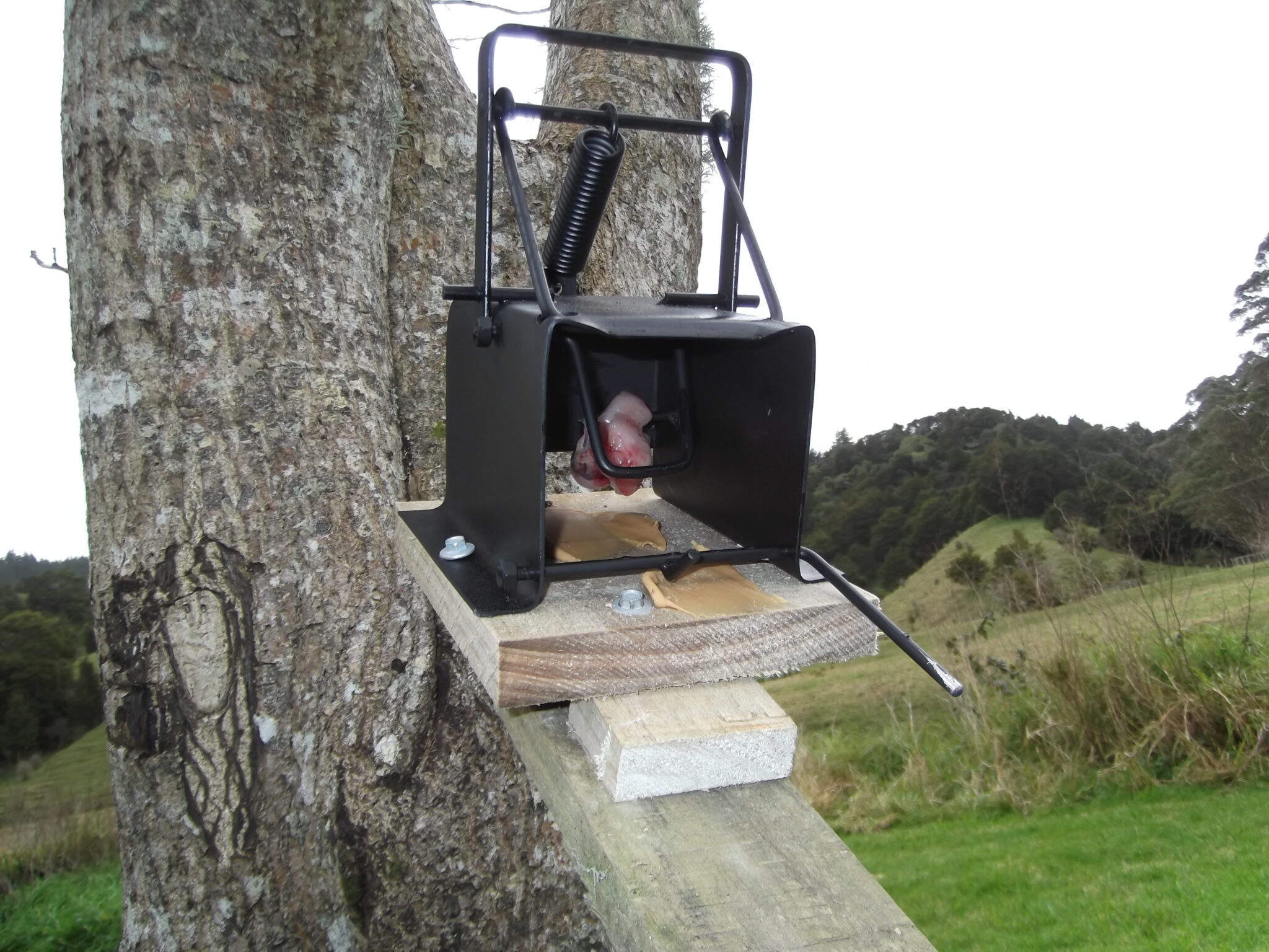 SA2 Feral Cat Trap - Seve Allan Traps